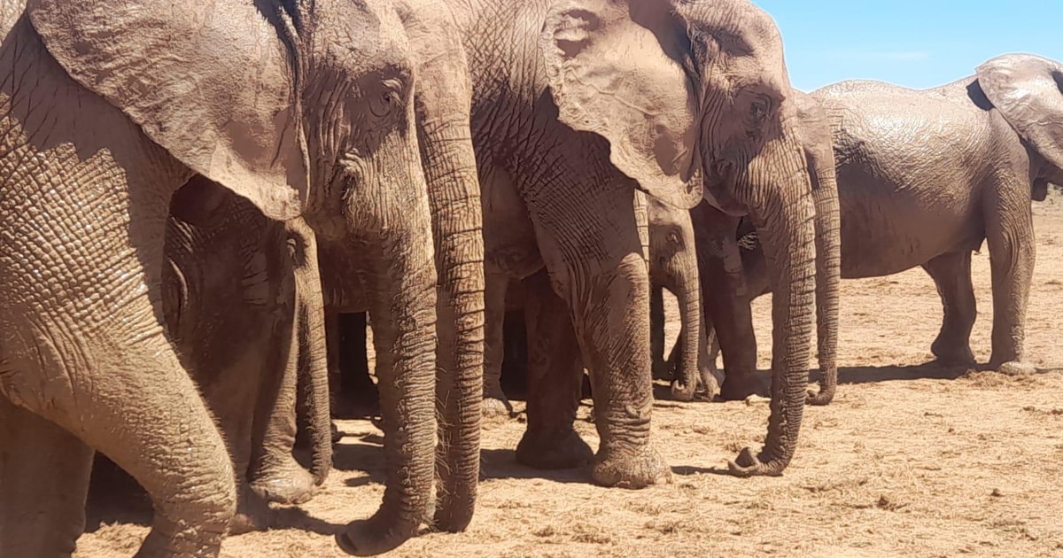 Addo Elephant National Park: half day guided tour | GetYourGuide