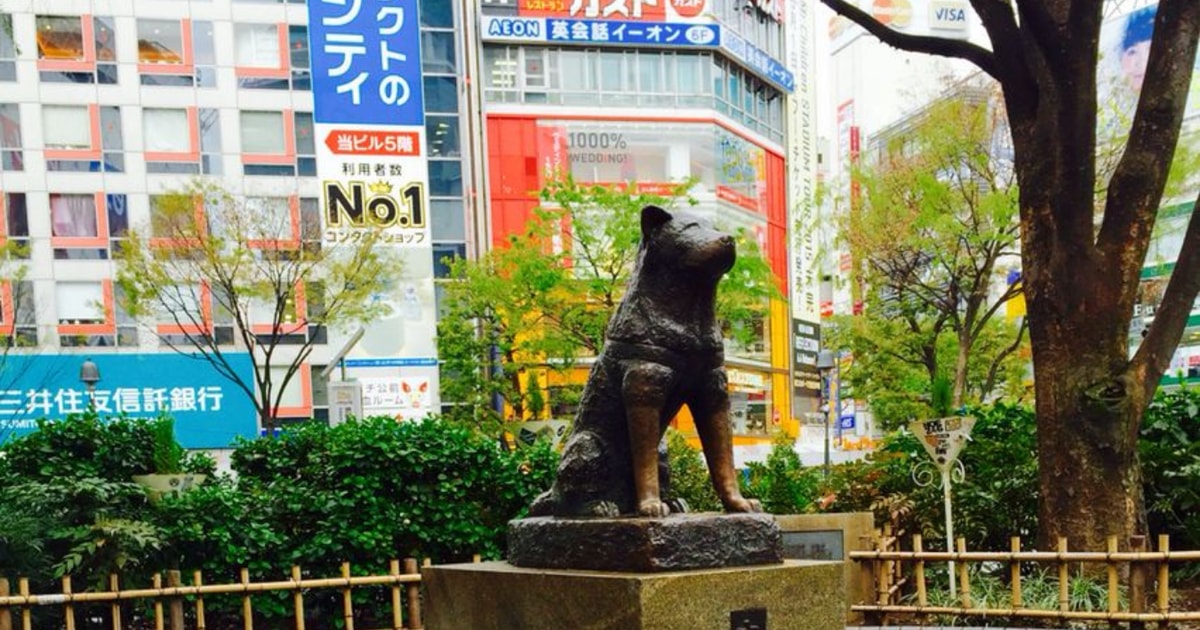 From Akihabara: Private City Tour with TeamLab & Tokyo Bay | GetYourGuide