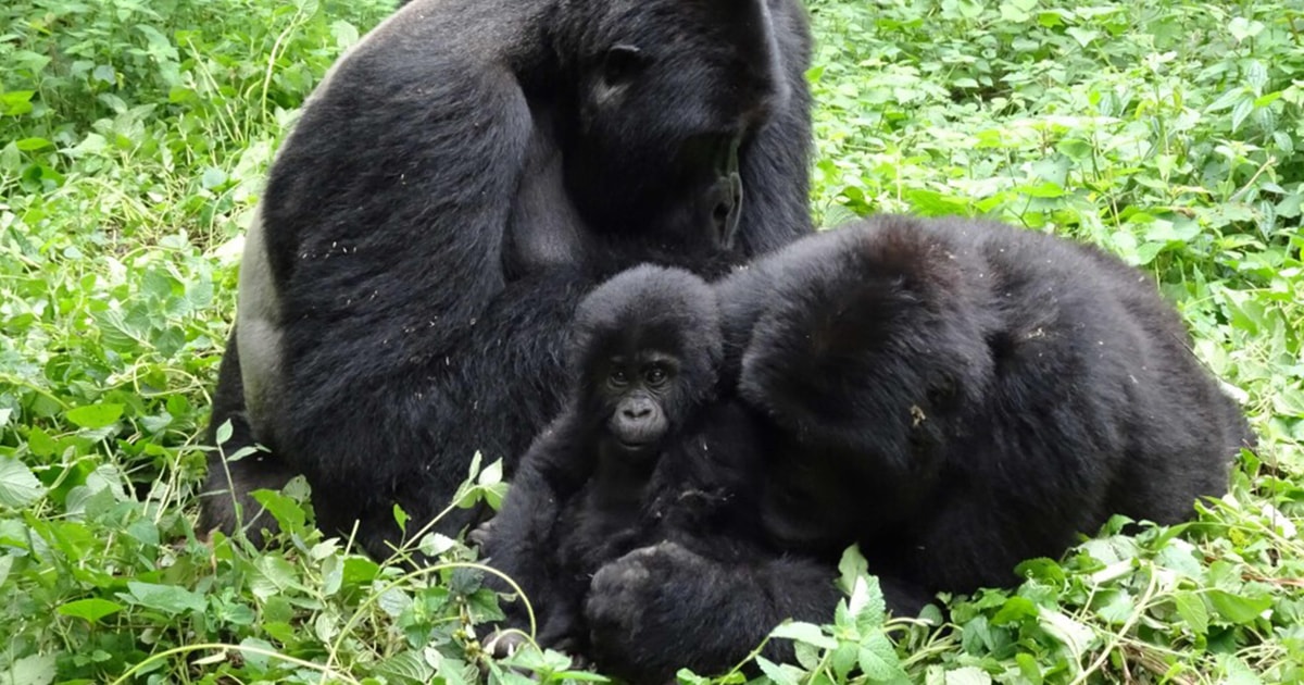 From Kigali: 4-Day Gorilla and Golden Monkey Safari | GetYourGuide