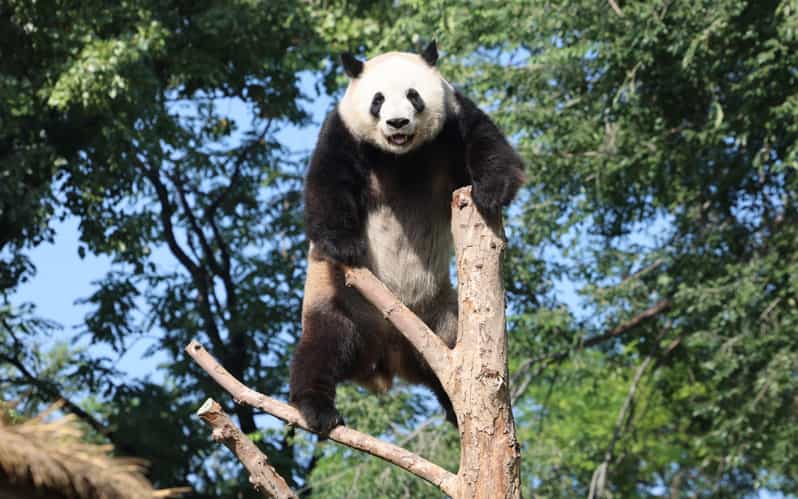 Beijing: Beijing Zoo Ticket; fast and smooth | GetYourGuide