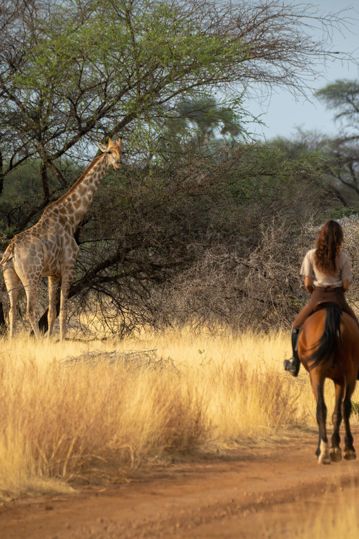 From Johannesburg: Horse-Riding Safari and Cable Car Tour | GetYourGuide