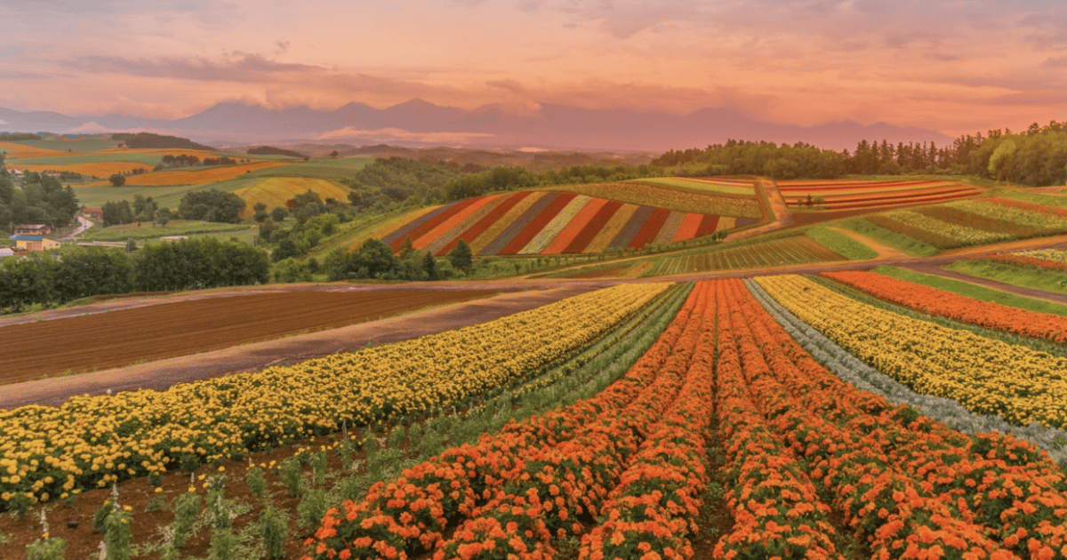 From Sapporo : Hokkaido Furano Tomita Farm Joiner Tour | GetYourGuide