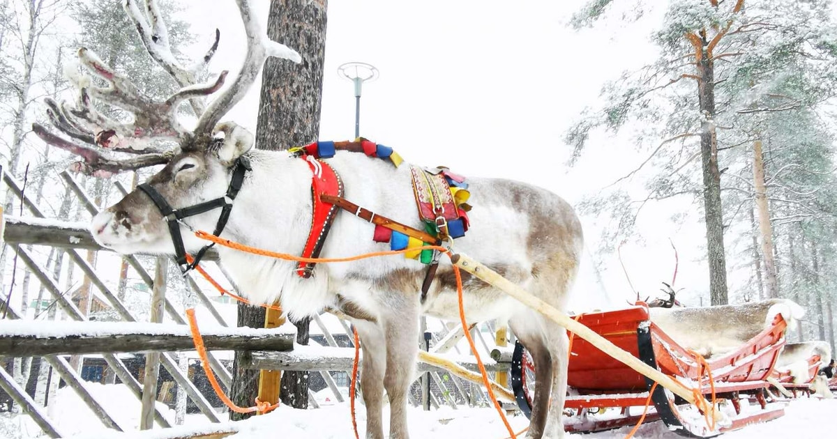 Rovaniemi: Ferma de reni și vânătoare Aurora cu grătar | GetYourGuide