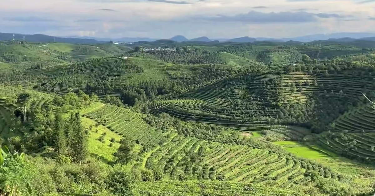 Recolección y degustación de té Puer | Excursión matutina de 3-4 horas ...