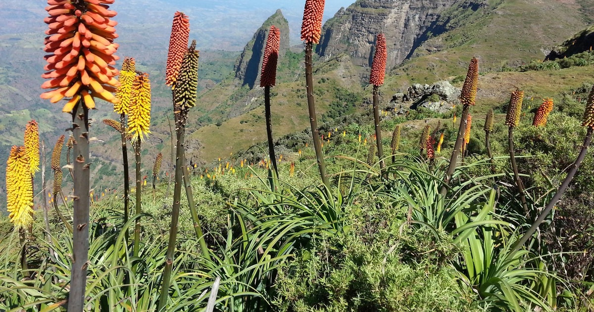 Addis Abeba: 10-tägige Tour durch das Simien-Gebirge und Lalibela ...