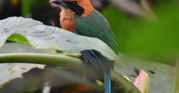 Mindo: "Birds, Chocolate/Coffee and waterfalls" | GetYourGuide