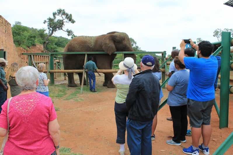 Elephant Sanctuary Sanctuary Experience | GetYourGuide