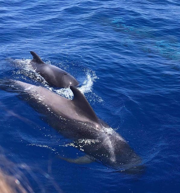 Walvis en Dolfijn Jachttrip in Puerto Colon | GetYourGuide