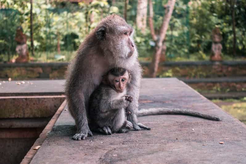 BALI :Kutsal alan Maymun ormanı, pirinç terası Su tapınağı | GetYourGuide