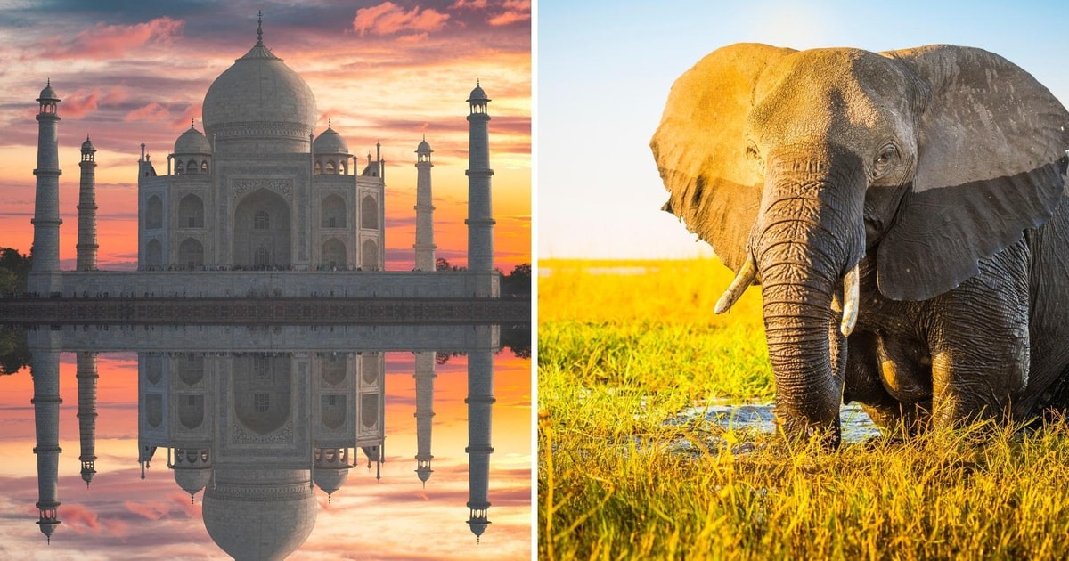 From Delhi: Taj Mahal Sunrise Tour with Elephant SOS Center | GetYourGuide