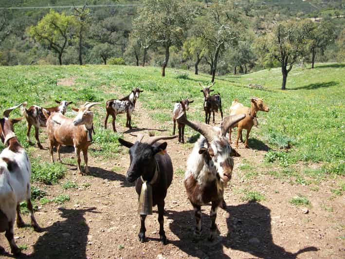 Passeia pelas colinas com um criador de cabras local e as suas cabras ...