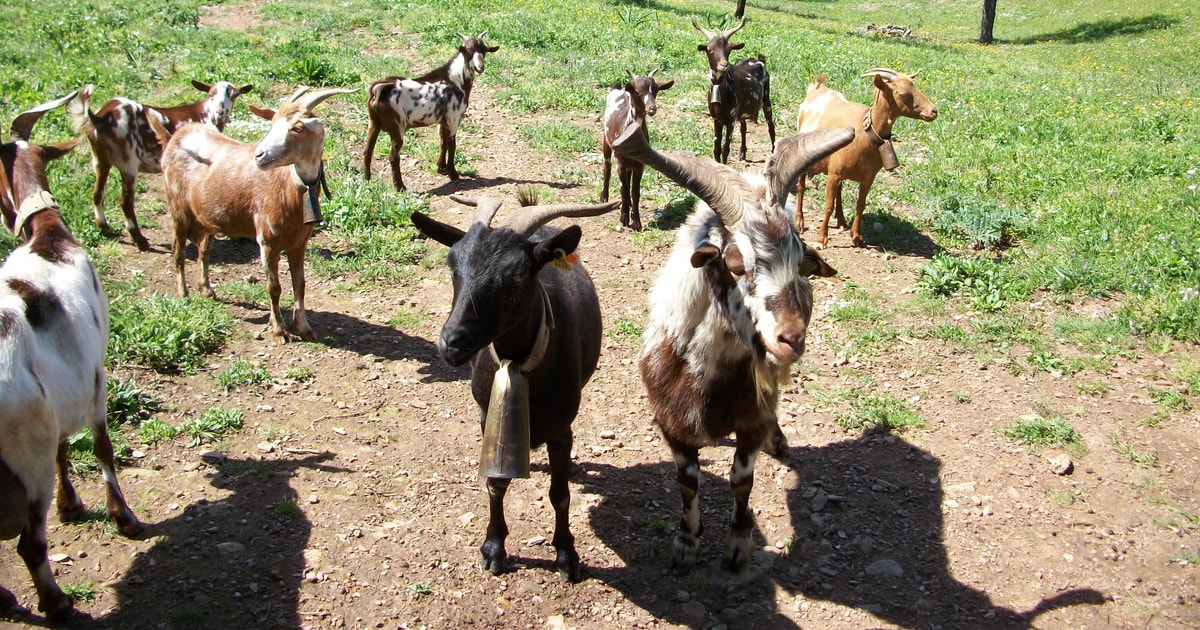 Gå gennem bakkerne med en lokal gedehyrde og deres geder | GetYourGuide