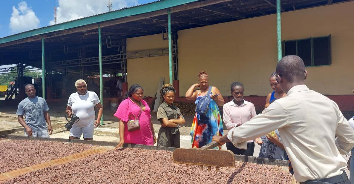Accra: Cocoa Farm and Chocolate Factory Tour with Pickup | GetYourGuide