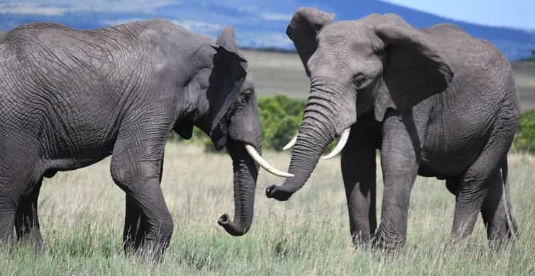 Aquila Private Nature Reserve, Cape Town - Book Tickets & Tours ...