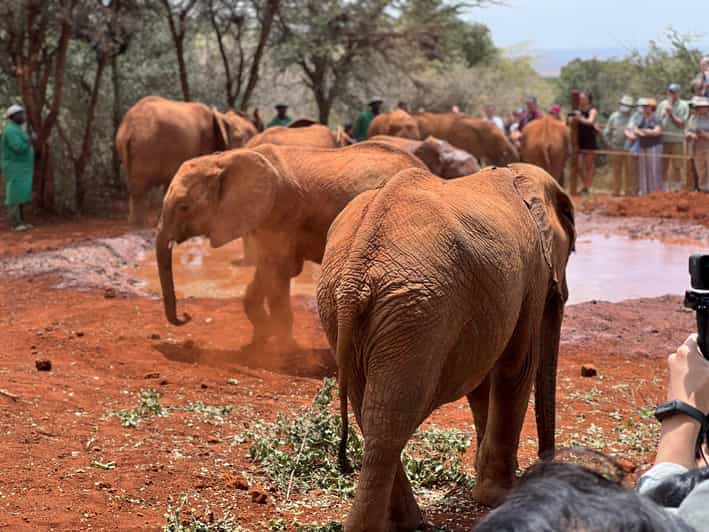 Εθνικό Πάρκο Ναϊρόμπι, Elephant Trust και Κέντρο Καμηλοπάρδαλης ...
