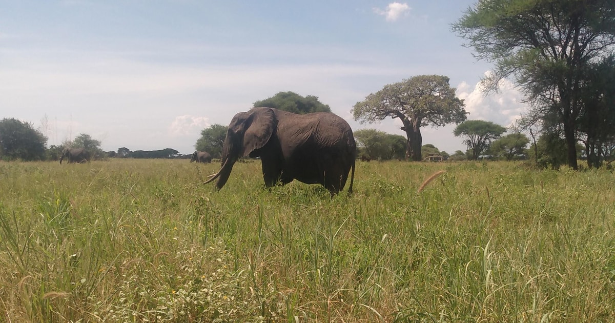 Safari africano a la 7ª maravilla del mundo | GetYourGuide