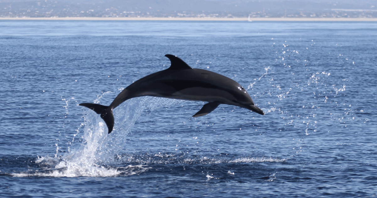 muscat : best dolphin watching experience | GetYourGuide