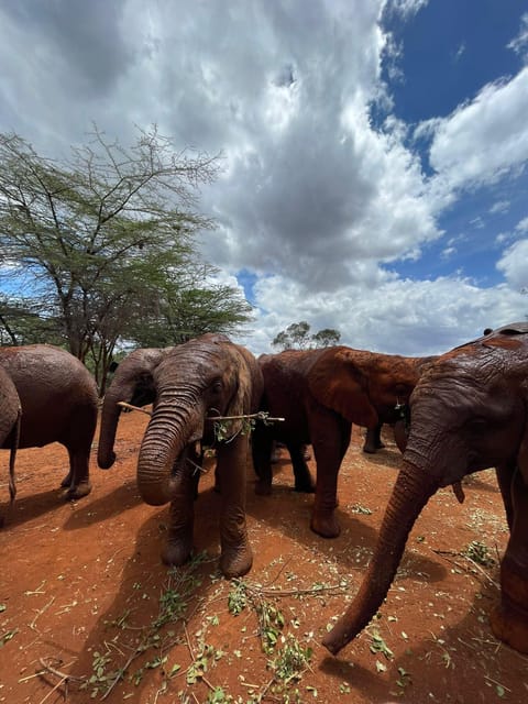 From Nairobi: David Sheldrick Elephant Trust Half Day Tour | GetYourGuide