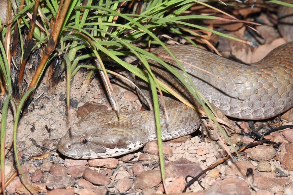 From Darwin: 1 Day Territory Wildlife Park Tour | GetYourGuide