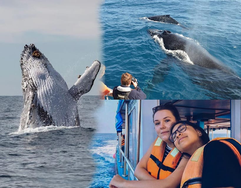 Mirissa: Morning Whale Watching Tour | GetYourGuide