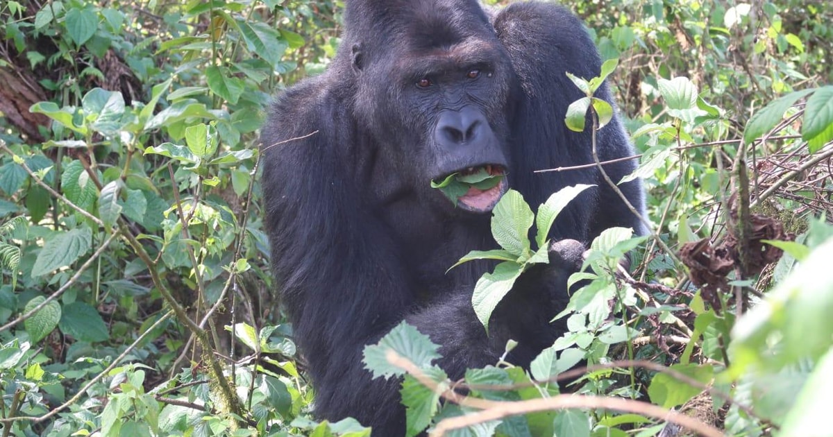 En 10-dages ekspedition med gorillatrek i lavlandet i DR Congo ...