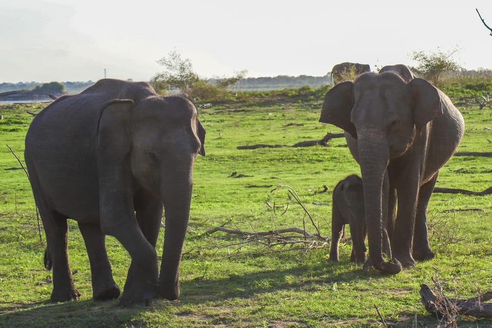 Parque Nacional de Yala: tour de medio día de safari desde Colombo ...