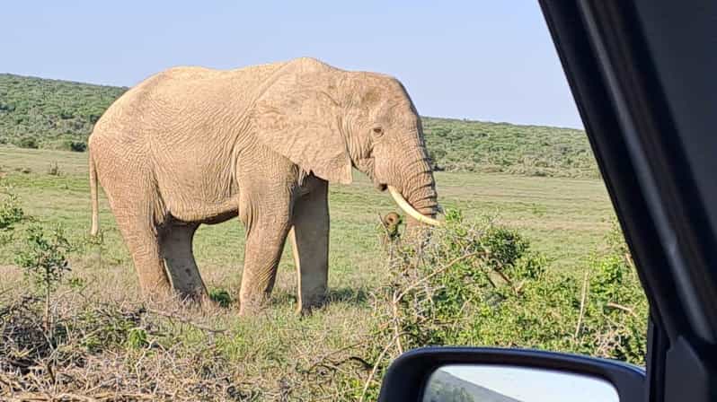 Addo Elephant Park: Full Day Safari / Shore Excursions | GetYourGuide