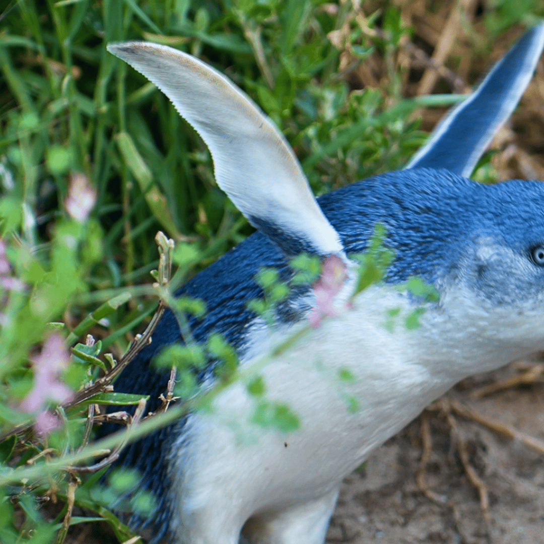 From Melbourne: Phillip Island Penguin Parade Eco Tour | GetYourGuide