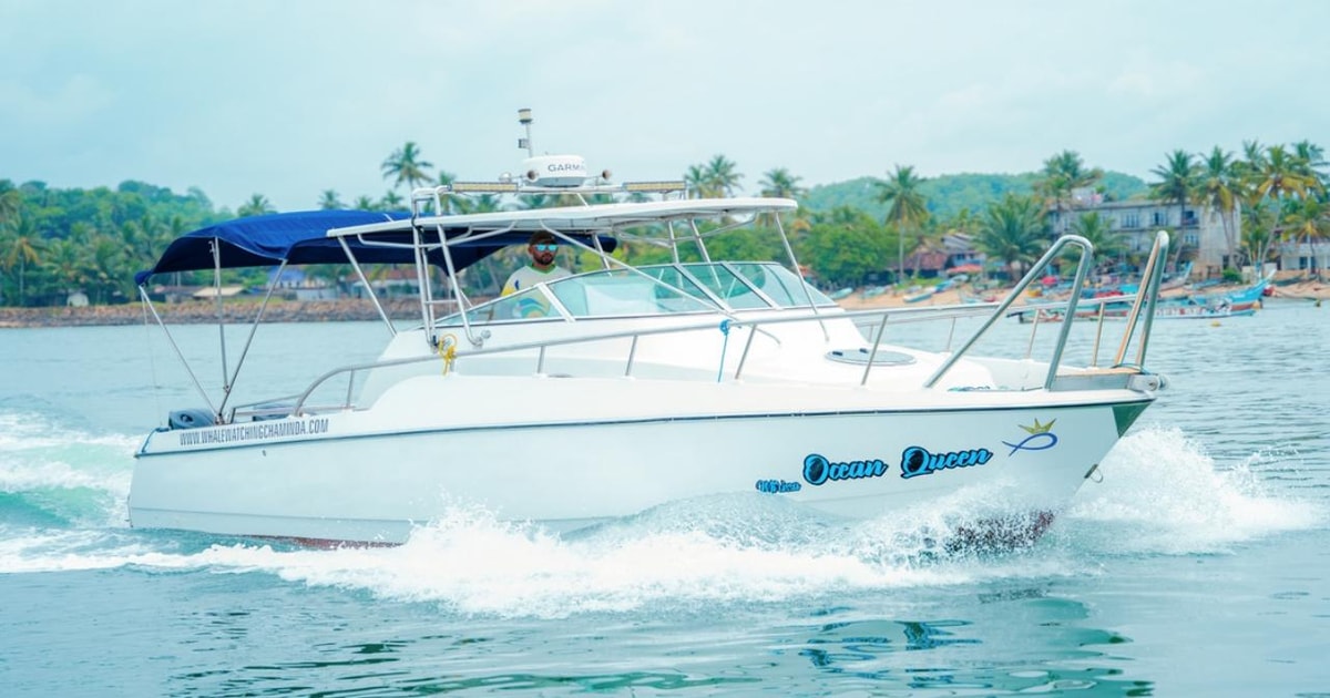 Mirissa: Whale Watching mit dem Super-Luxus-Schnellboot | GetYourGuide