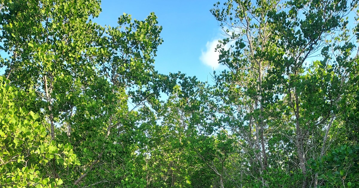 Zanzíbar: bosque de Jozani y bar de playa Kae Funk al atardecer ...