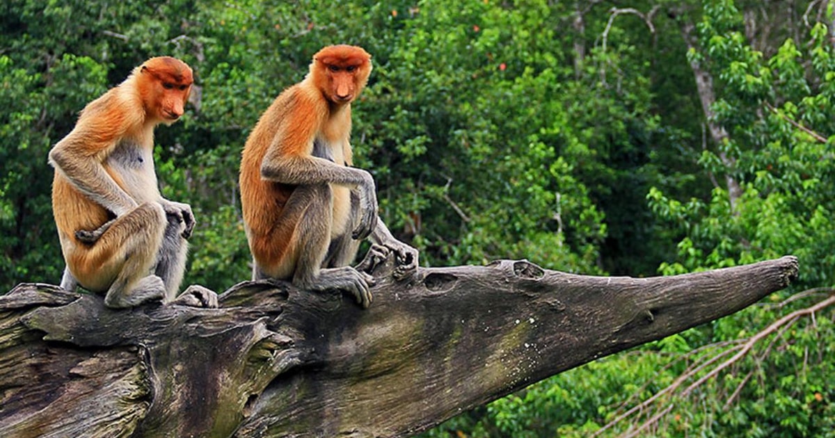 Bongawan Wetland Adventure | GetYourGuide