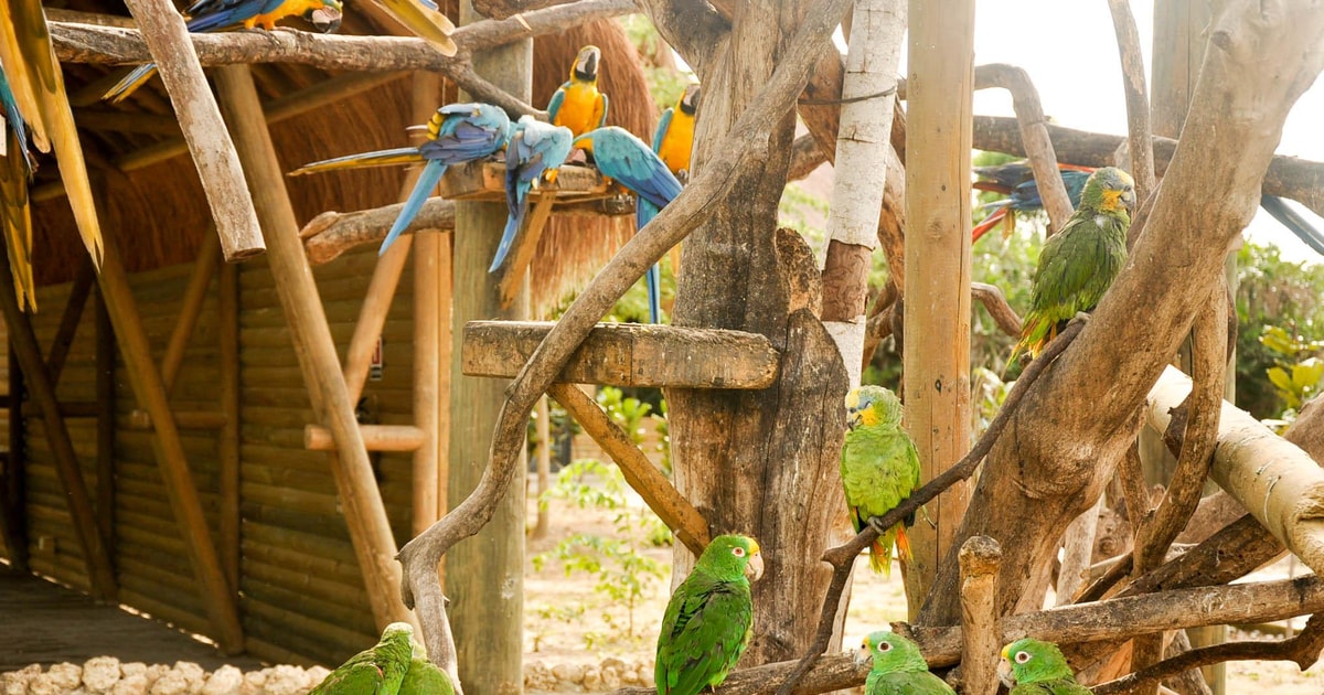 Cartagena to National Aviary Excursion | GetYourGuide
