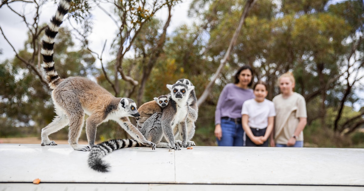 Land of the Lemurs Experience & a Day at Monarto Safari Park | GetYourGuide