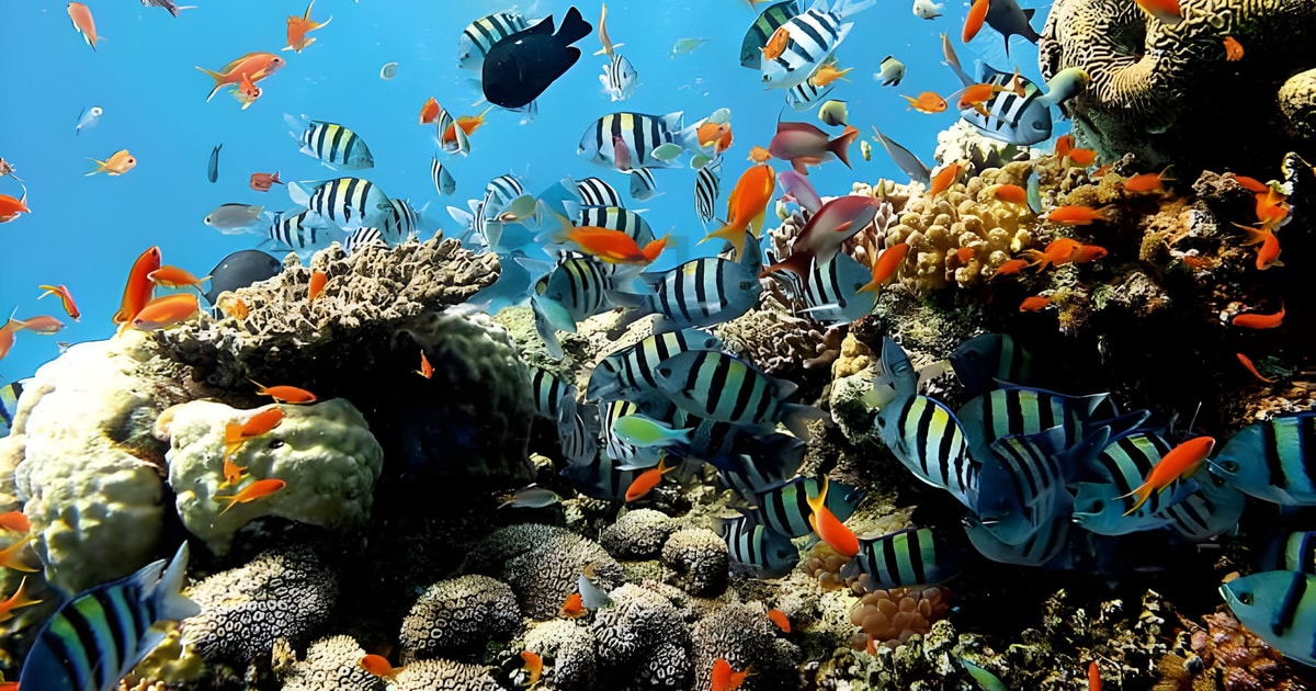 Bali: Blue Lagoon and Tanjung Jepun Snorkeling Tour | GetYourGuide