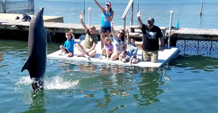 Florida Keys: Dolphin Research Center Day Tour with Lunch | GetYourGuide