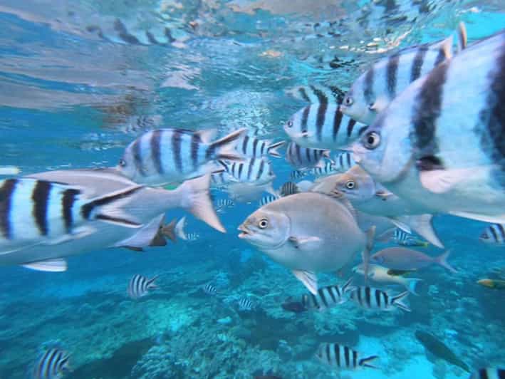 Bali : Sea Walker! Enjoy an underwater walk experience | GetYourGuide