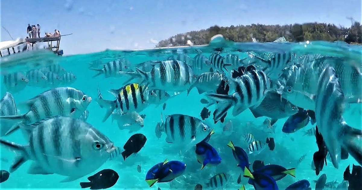 Entdecke die Insel Mnemba: Delfine & Schnorcheln mit Transfer ...