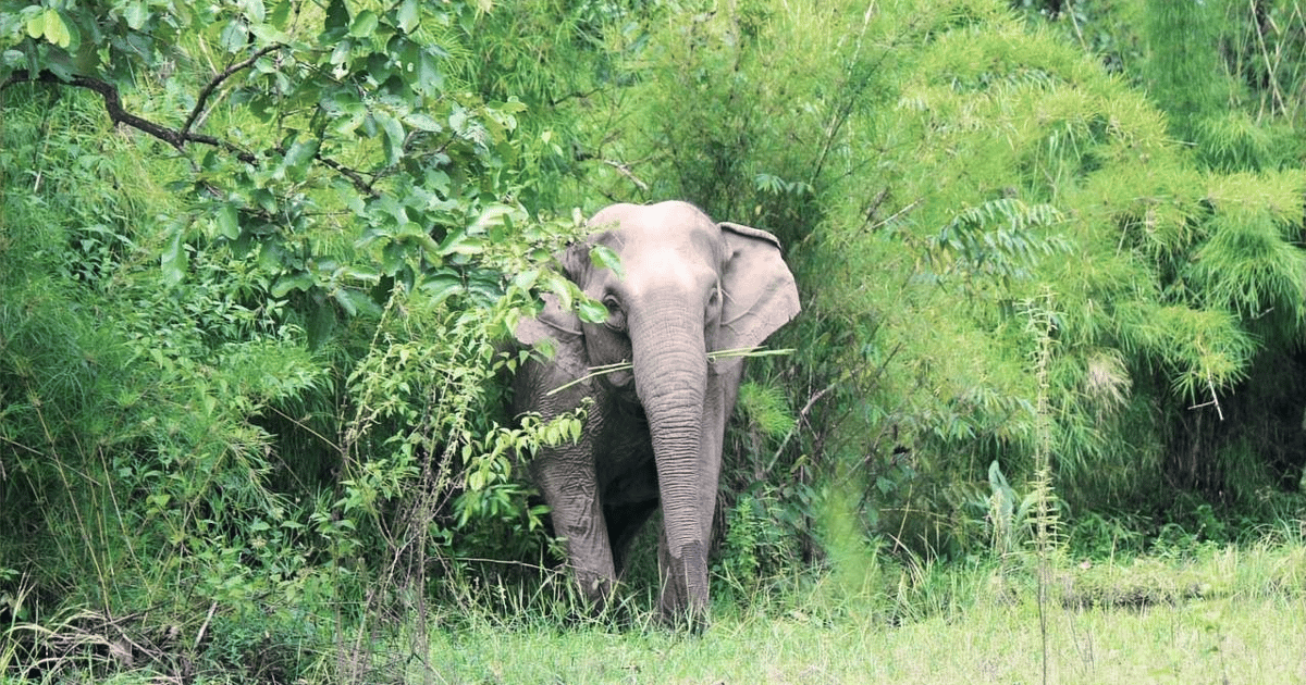 Yok Don Elephant Experience & Don Village | GetYourGuide