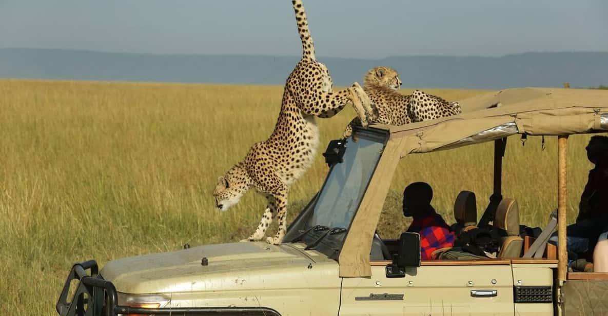5-dniowe safari Masai Mara na Jeepie 4x4 Land Cruiser | GetYourGuide