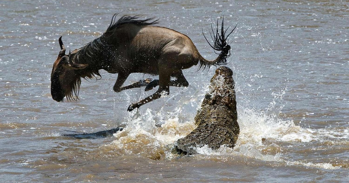 From Nairobi :3 days 2 nights Masai Mara Group 4WD Safari | GetYourGuide