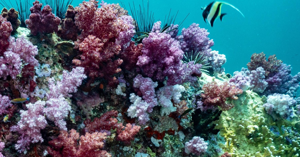 Koh Lipe: spróbuj nurkowania z akwalungiem – jednodniowa atrakcja ...