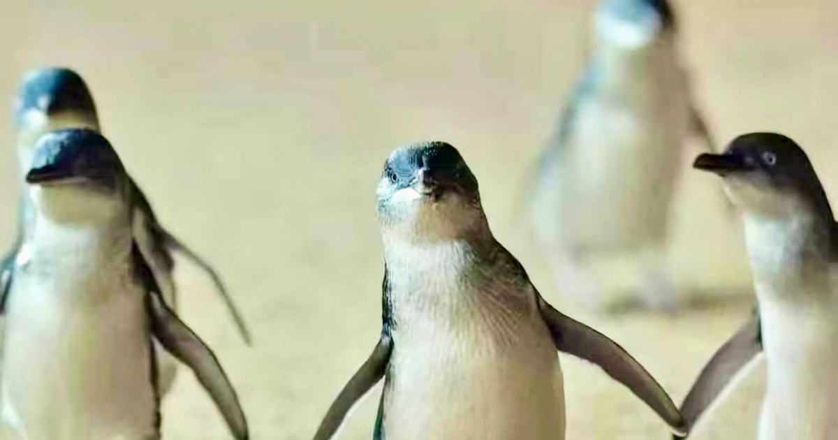 Melbourne: Dandenong Range Rainforest & Penguin Parade Tour | GetYourGuide
