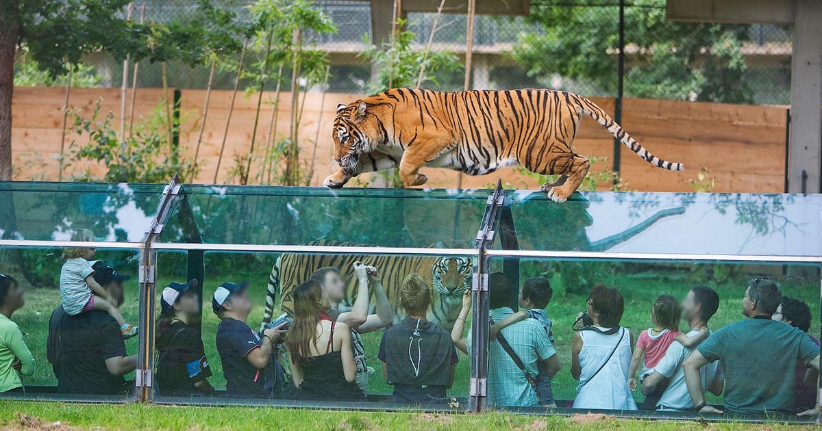 Paris: Schloss Thoiry und Safaripark Private Tour | GetYourGuide