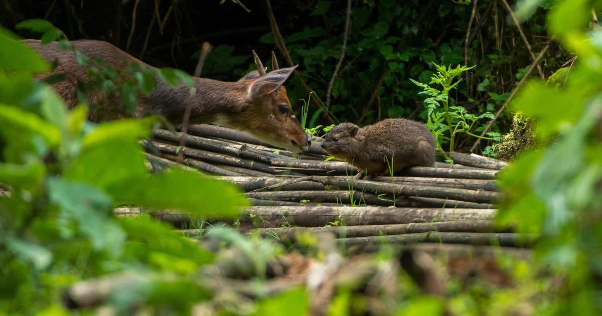 Addis Ababa: 4-Day Bale Mountains Adventure Tour | GetYourGuide