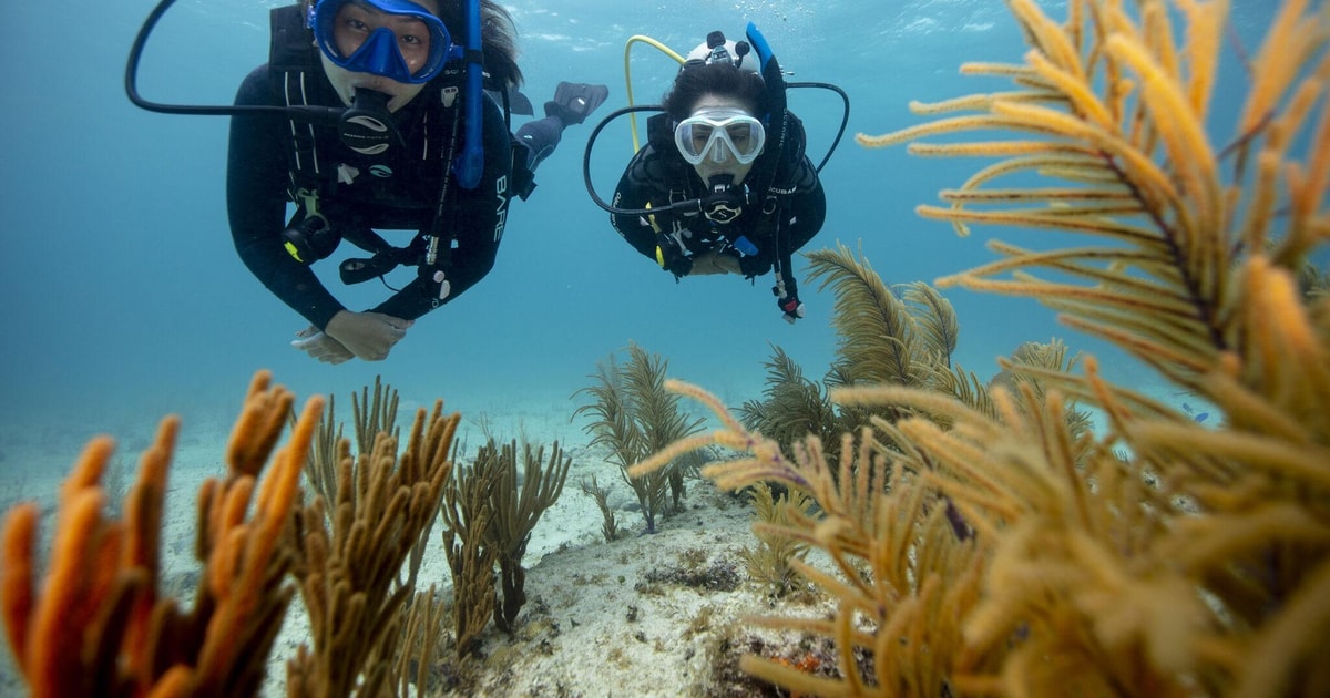 S. M. di Leuca: Battesimo del mare con immersione guidata | GetYourGuide