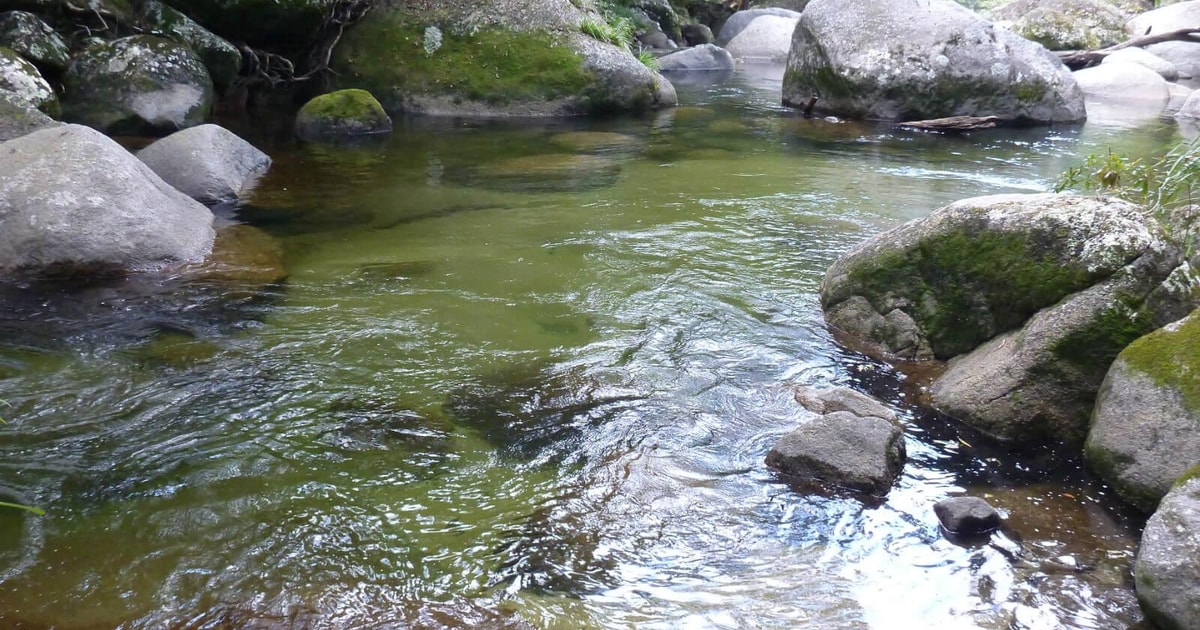 Cairns: River Cruise and Daintree Rainforest Walk | GetYourGuide