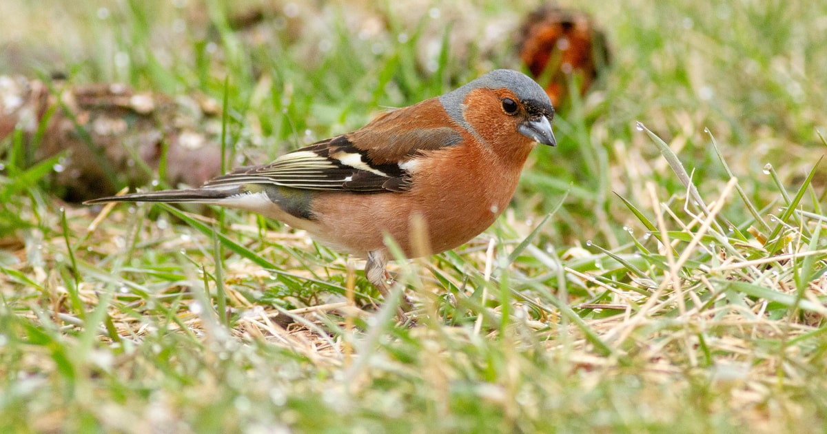 Bird Watching in the Stockholm Archipelago | GetYourGuide