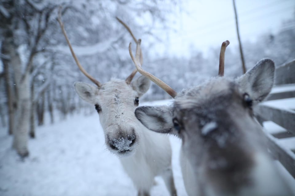 Rovaniemi: Santa Claus Village Tour & Reindeer & Husky Ride | GetYourGuide