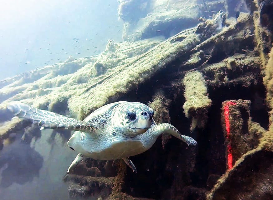 Larnaca: Zenobia Wreck Private Guided Dive | GetYourGuide