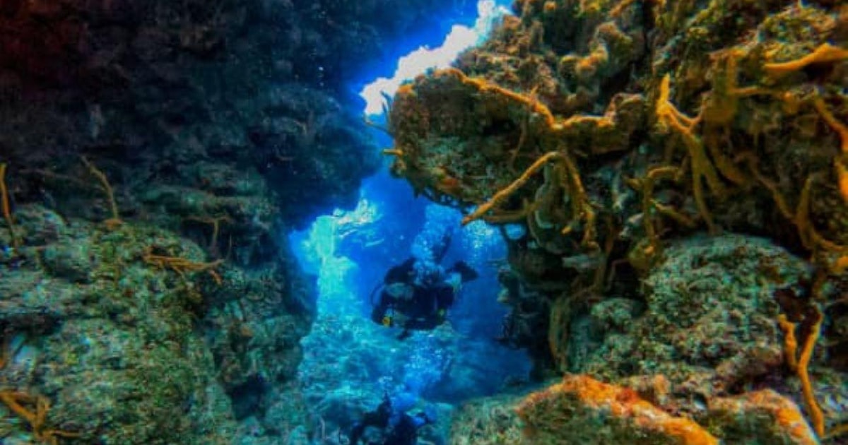 Cozumel: Two reef dives in Marine Park, certified divers | GetYourGuide